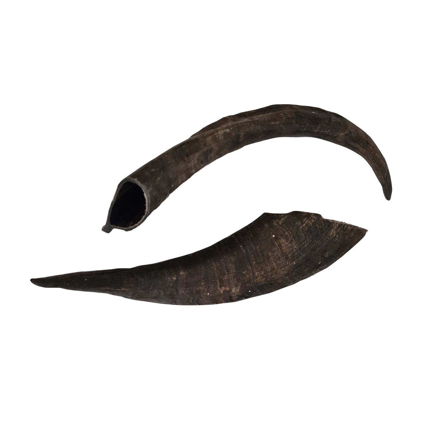 Goat Horn – Atlantis Pets